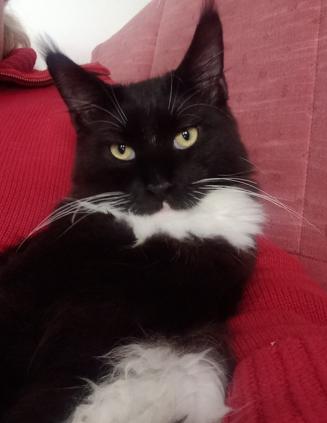 Tyr - Chat Maine coon Saône-et-Loire 650,00